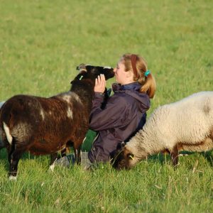 Taming & Training - Patchwork Sheep