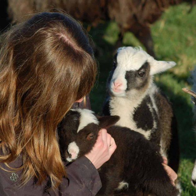 Pet Sheep - Patchwork Sheep
