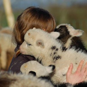 Taming & Training - Patchwork Sheep