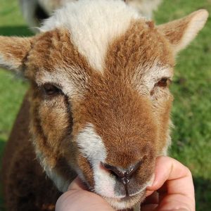 Taming & Training - Patchwork Sheep