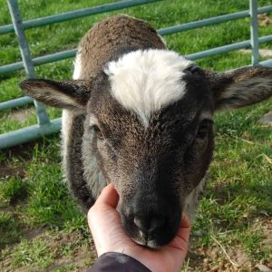 Taming & Training - Patchwork Sheep