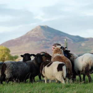 Taming & Training - Patchwork Sheep