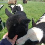 Taming & Training - Patchwork Sheep