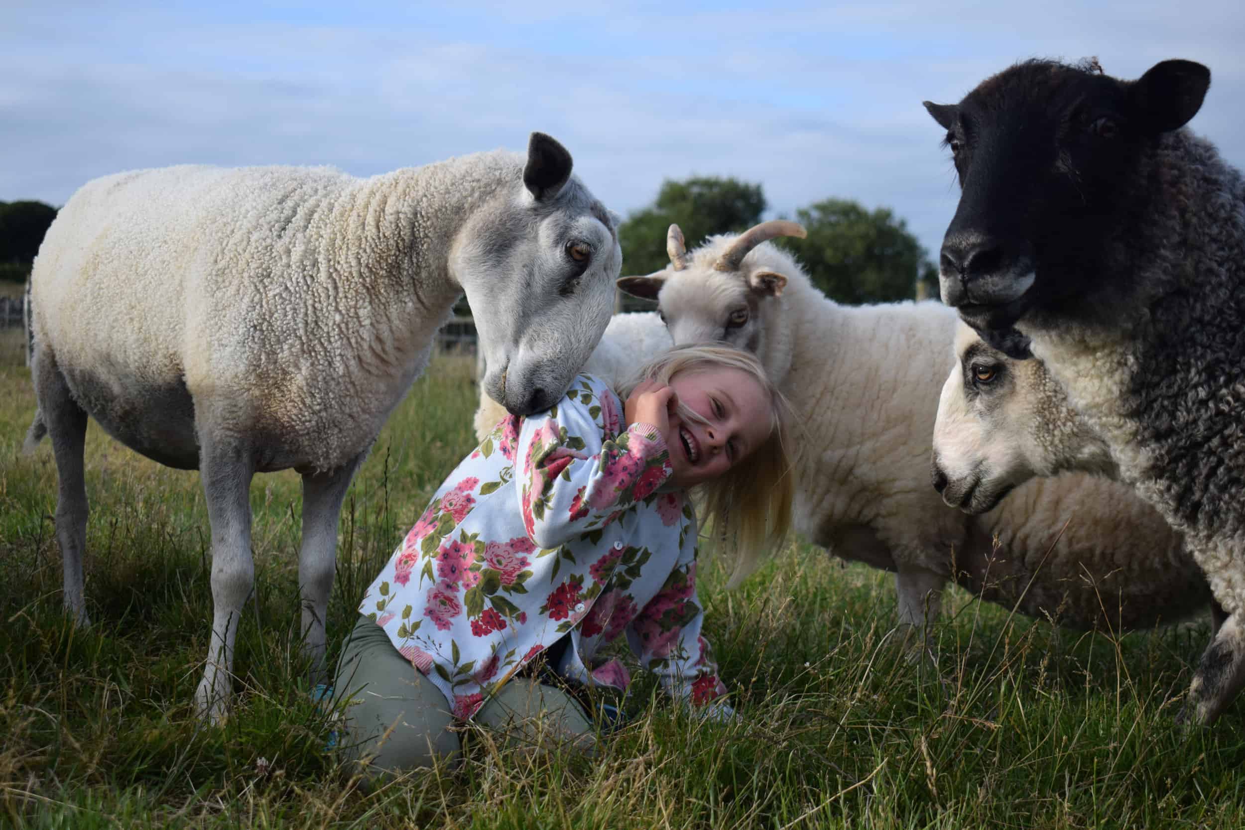 Home - Patchwork Sheep